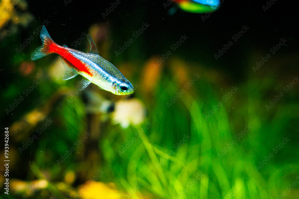 Neon tetra fish, blue and red colored, shiny, swimming in an aquarium ...