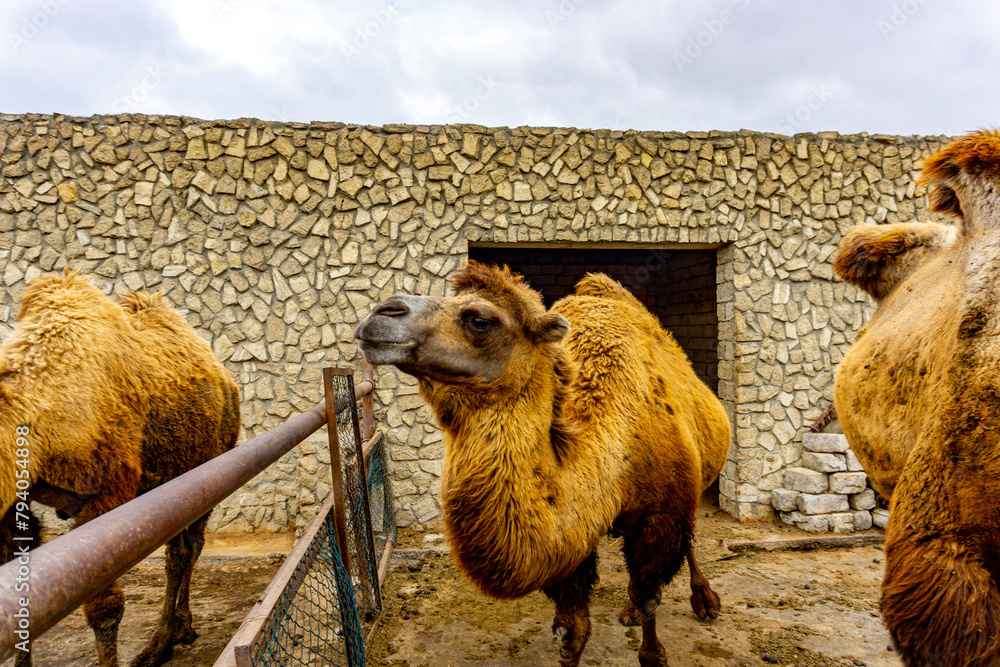 Bactrian Camels during their winter stay at the Reserve in Baku ...