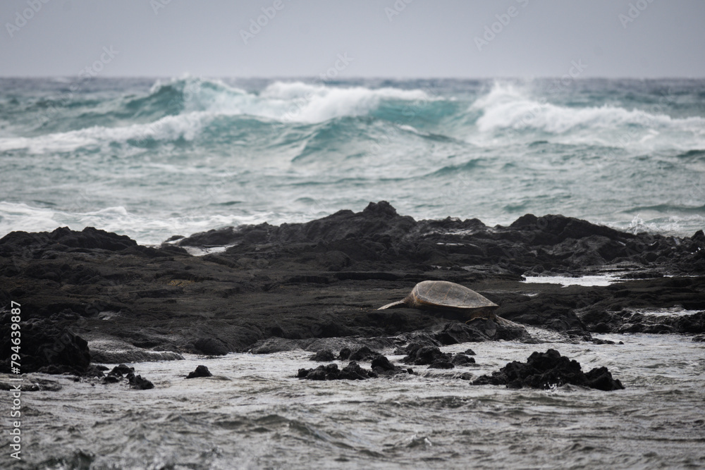 Photography of a Green turtle on volcanic sand beaches of Hawaii ...