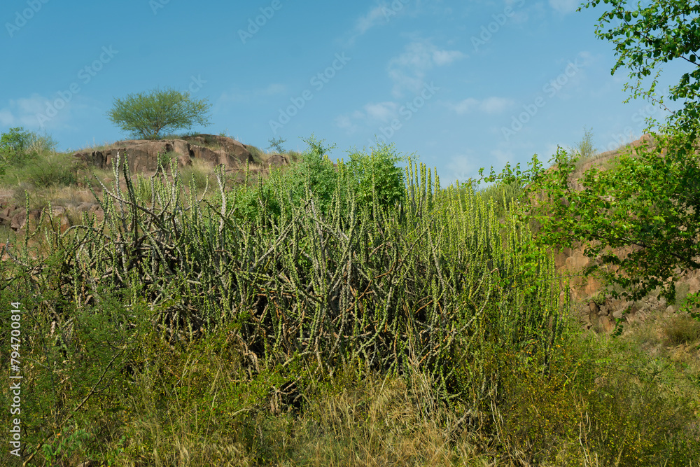 Thhor , Euphorbia caducifolia, the mascot of Thar desert, this multi ...