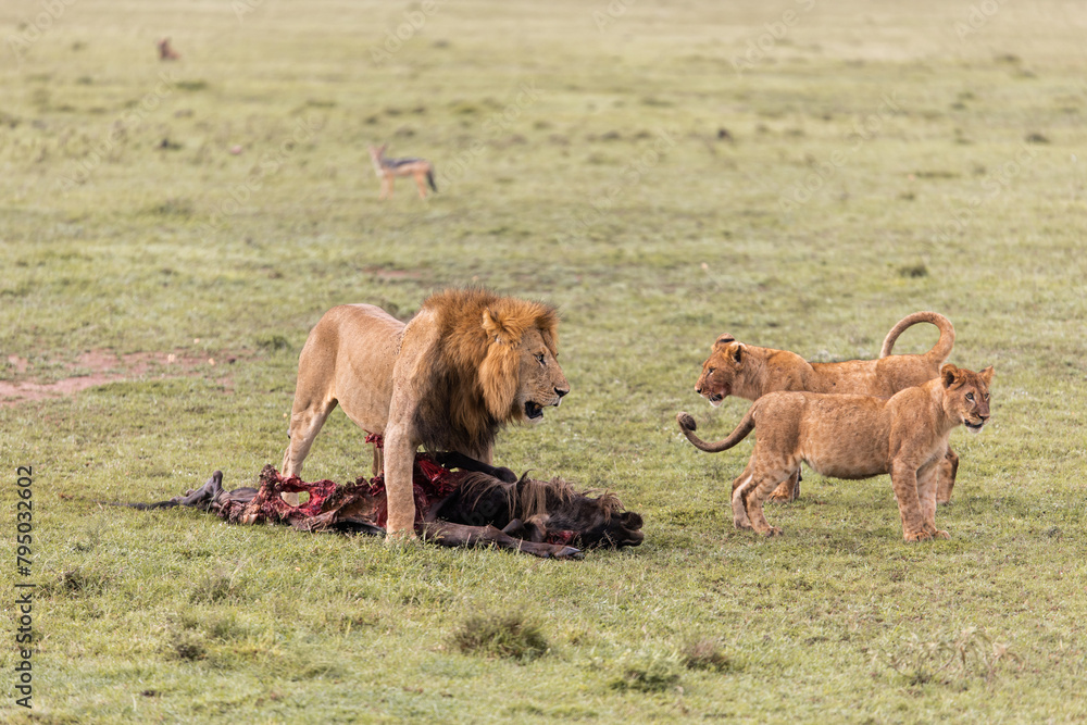 Lion protecting his wildebeast kill from other lions in the masai mara ...