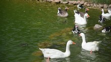 Duck Pond Free Stock Photo - Public Domain Pictures
