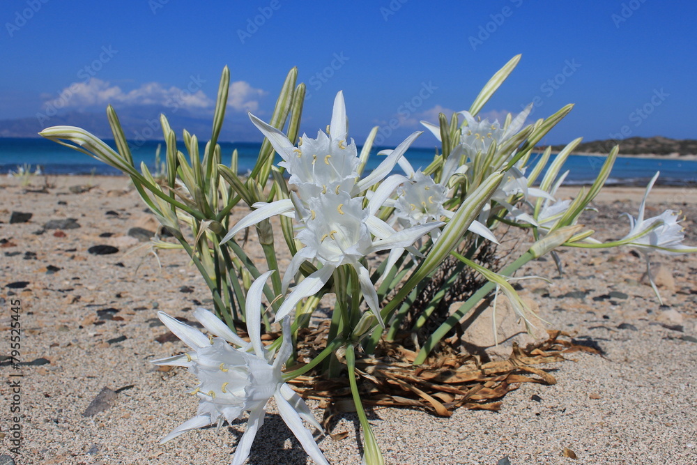 Pankratium marine, growing from sand on the seashore, in sunny weather ...