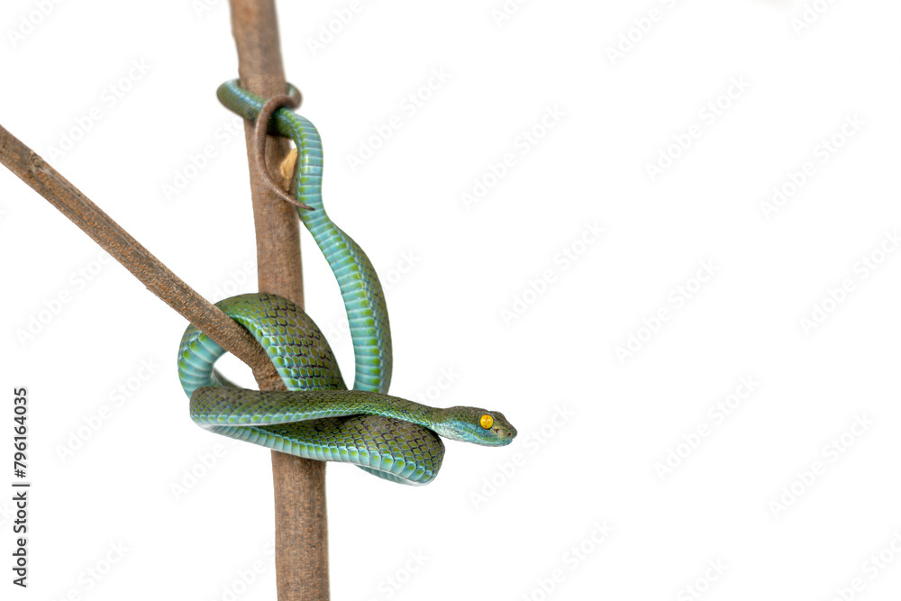 Snake with hemotoxic venom affects the blood system. Large-eyed Pit ...