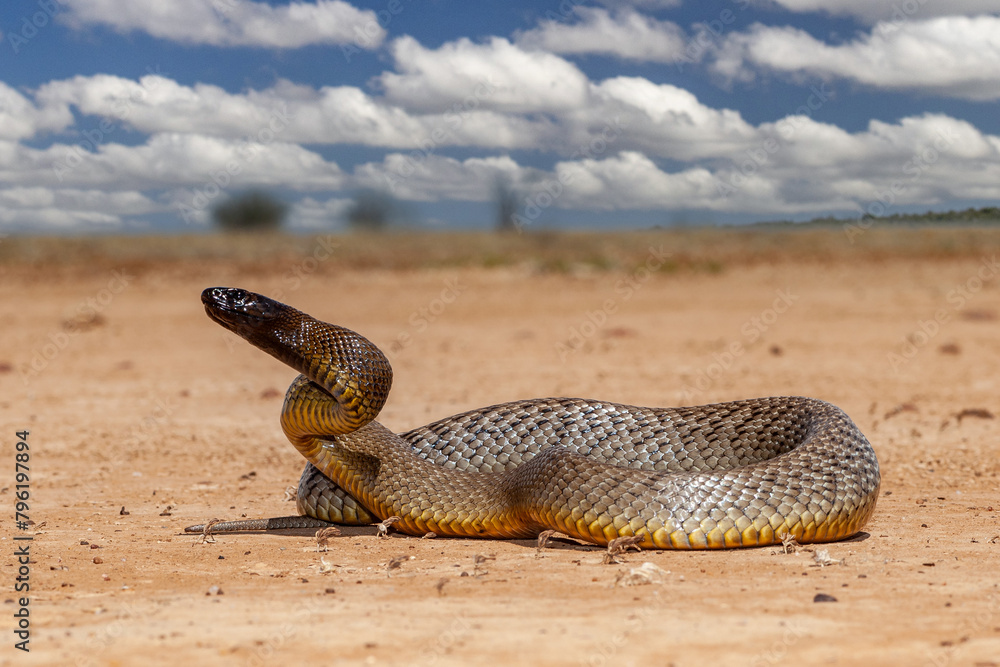 Australian Highly venomous Inland Taipan in outback Queensland habitat ...