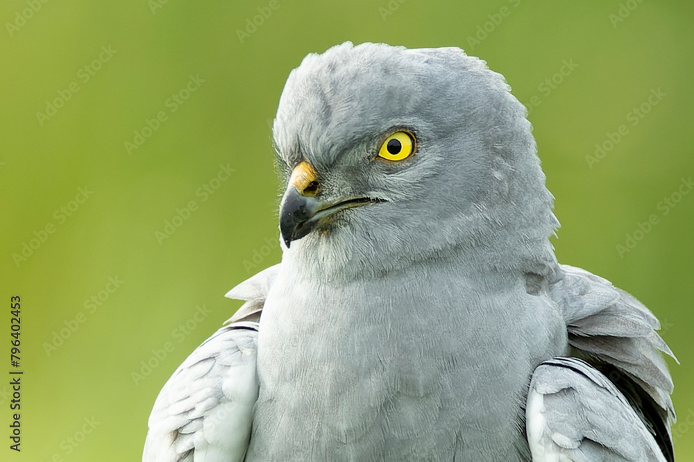 Adult male Montagu's harrier at his favorite watchtower within his ...