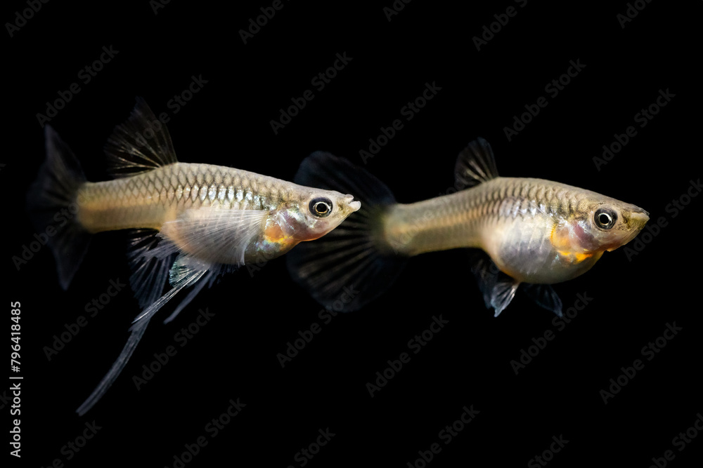 Dwarf Blue Panda Guppy. Poecilia reticulata. Black background. Stock ...