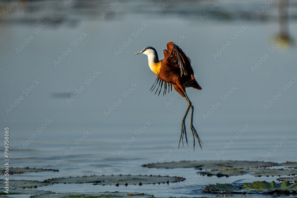 African Jacana (Actophilornis africanus) flying in a field of Water ...