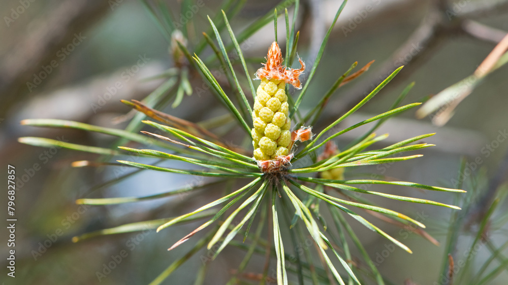 pinus resinosa. young Pineoung tender cones on a pine branch in the ...
