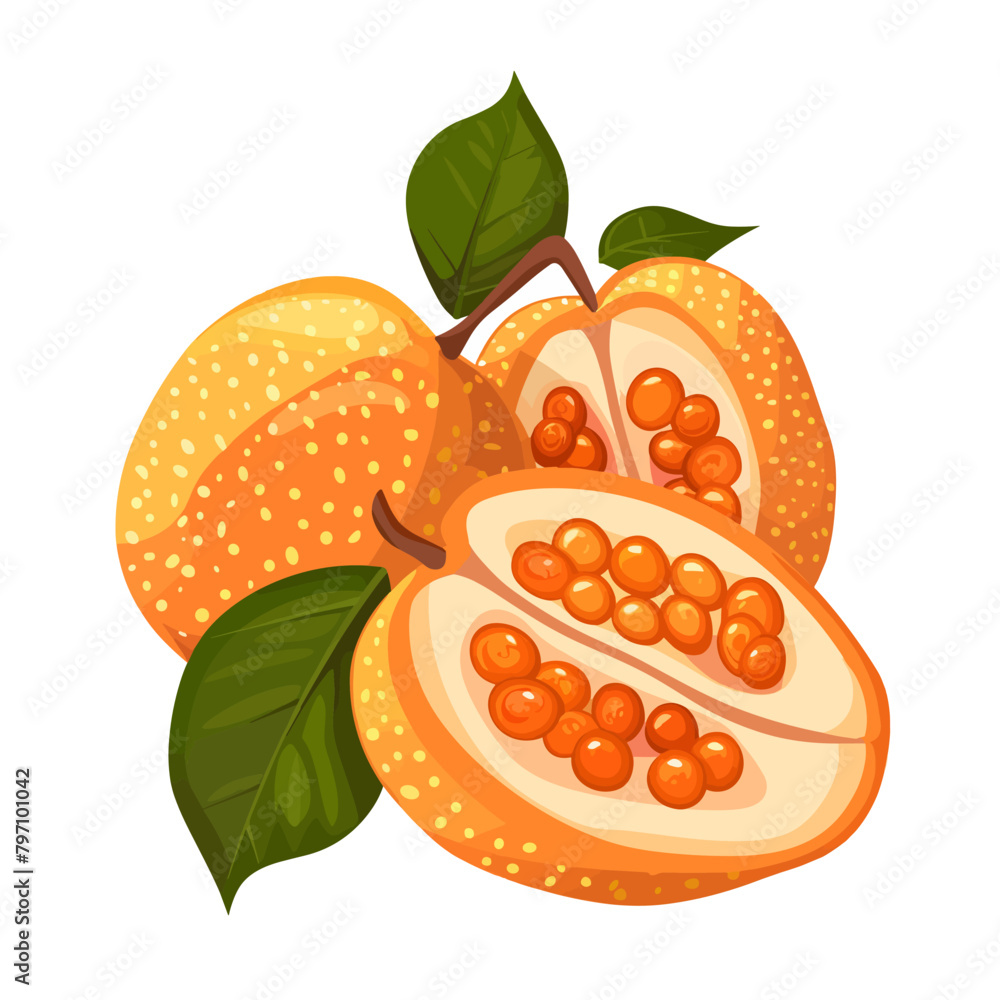 Santol Fruit isolated on white background. Vector illustration in ...