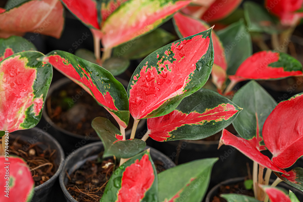 Stock-Foto „Aglaonema suksom, Chinese Evergreen Indoor Plant. Red and green leaves. Macro leaves ...