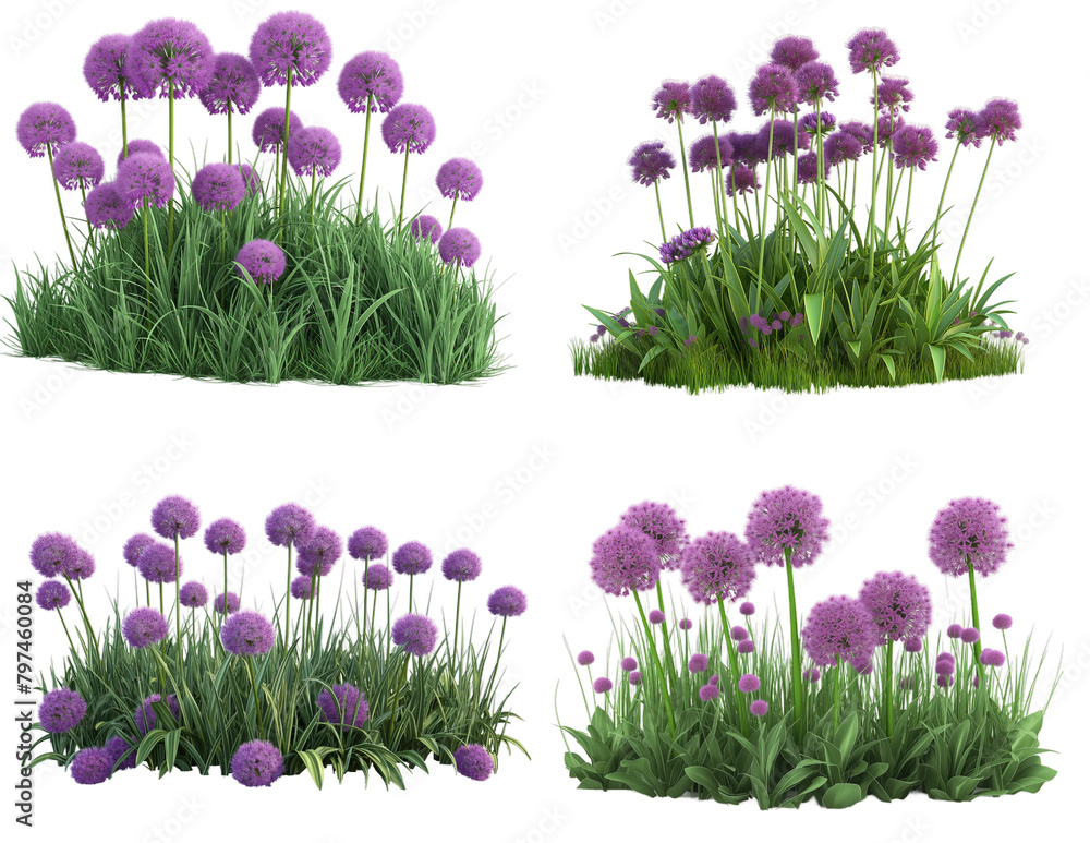Alliums flowers isolated on white transparent background PNG Stock ...