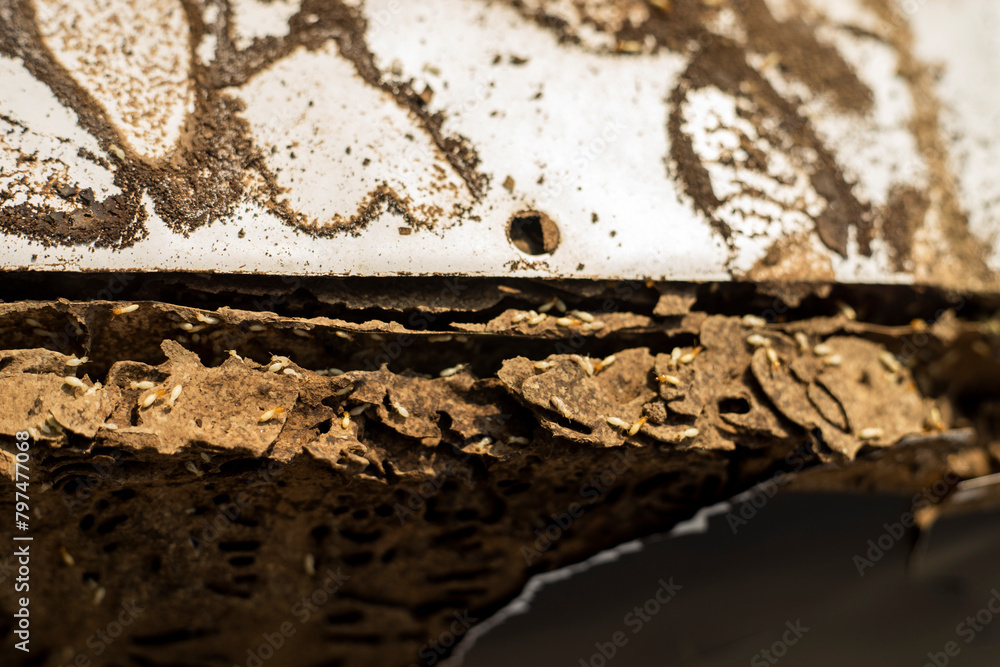 Rhinotermitidae is a family of wood-soil interface feeding termites ...