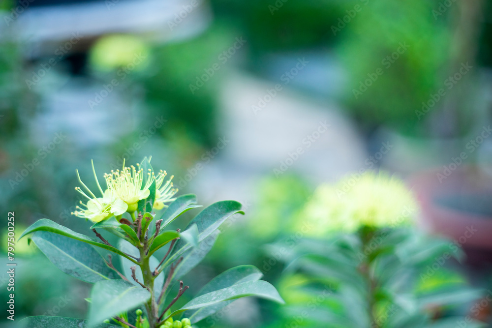 Xanthostemon chrysanthu, derived from Greek words ‘khrusos’ and ‘anthos ...