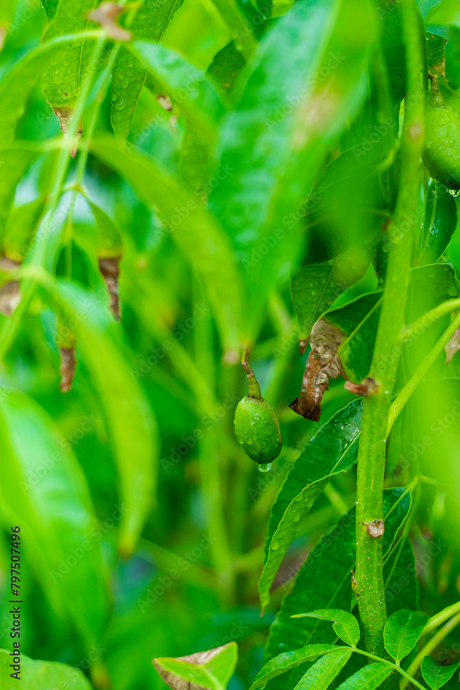 Spondias dulcis is a tropical woody plant with edible fruit and fibrous ...