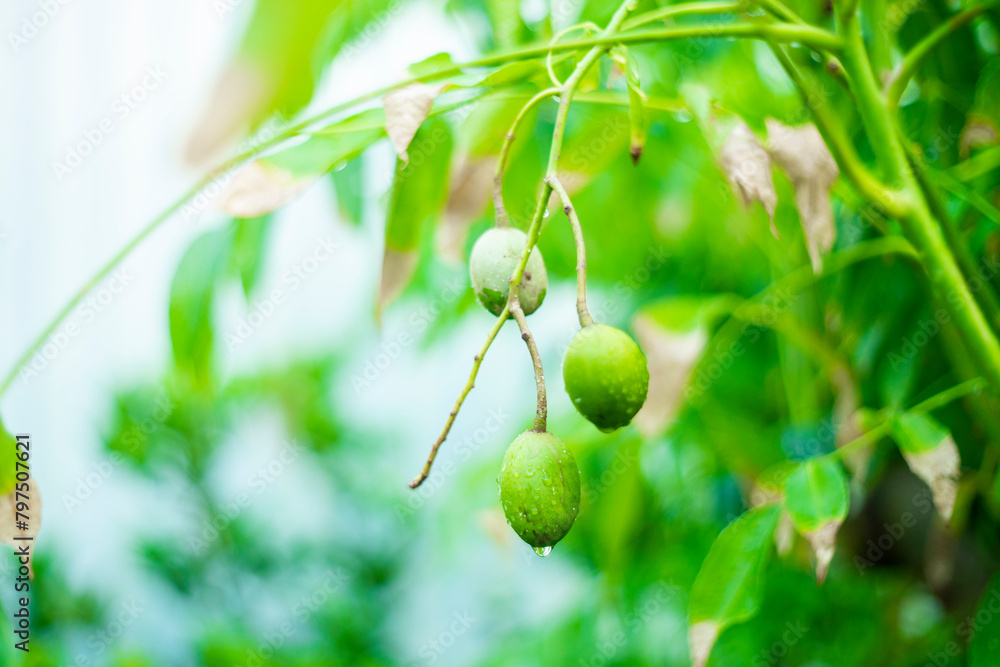 Spondias dulcis is a tropical woody plant with edible fruit and fibrous ...