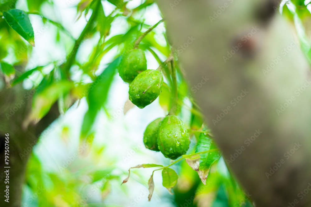 Spondias dulcis is a tropical woody plant with edible fruit and fibrous ...