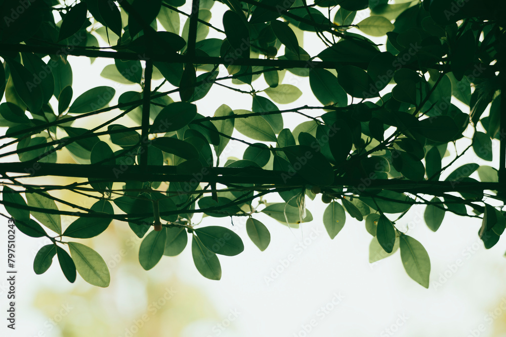 Foto de Stock Ficus benjamina native range, Ficus benjamina small fruit ...