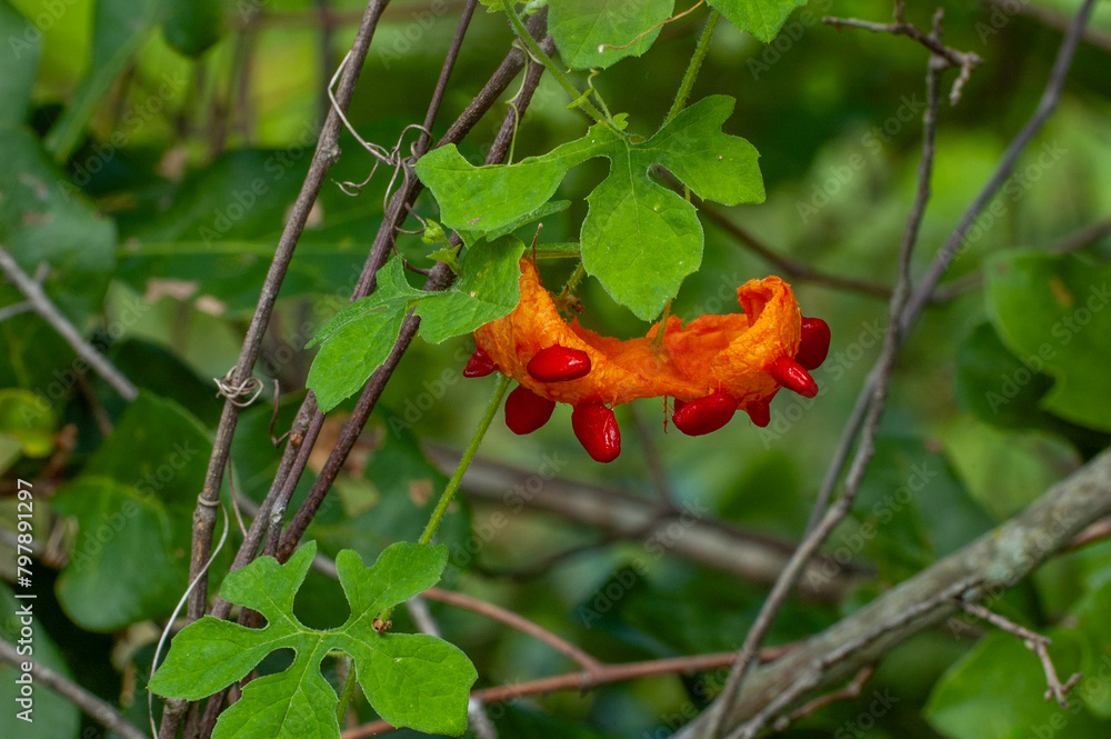 Fruit of the Balsam Apple plant, Momordica balsamina, has burst open ...