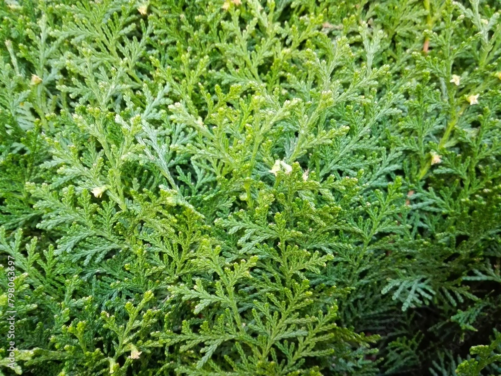 Cypress cedar tree branch. Thuja occidentalis bush is evergreen ...