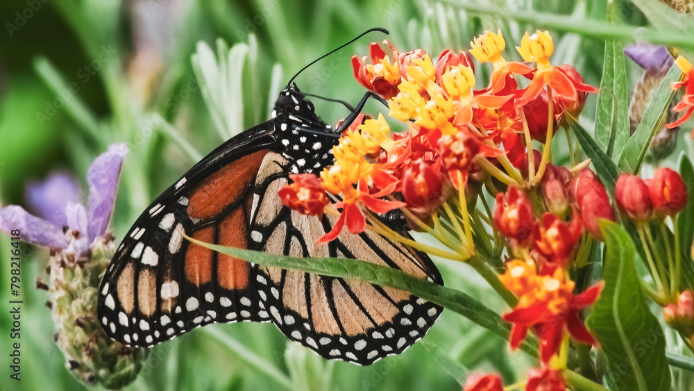 ภาพถ่าย Stock flutter, entomology, antenna, monarch, butterfly, danaus ...