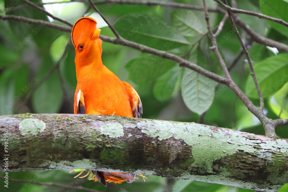The collared puffbird (Bucco capensis) is a species of bird in the ...