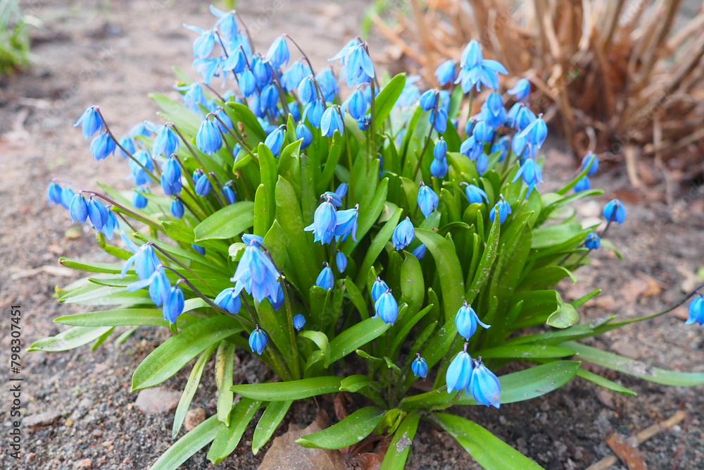 Scilla is a genus of bulb-forming perennial herbaceous plants in the ...