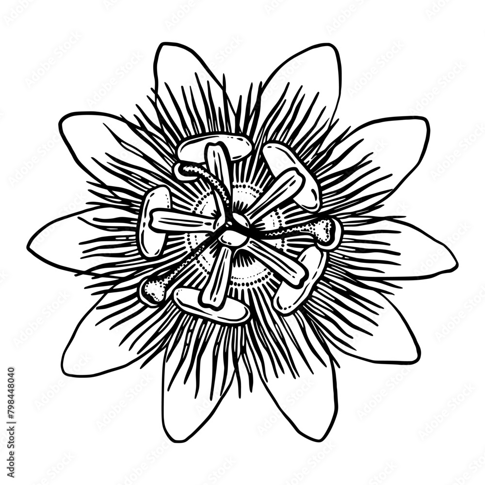 Vector de Stock Passion flower outline drawing. Passiflora hand drawn ...