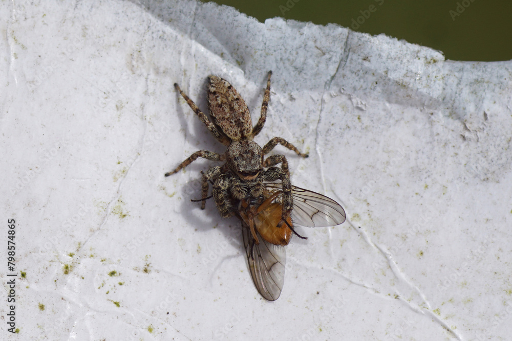 Fencepost jumping spider (Marpissa muscosa) with a house fly Phaonia ...