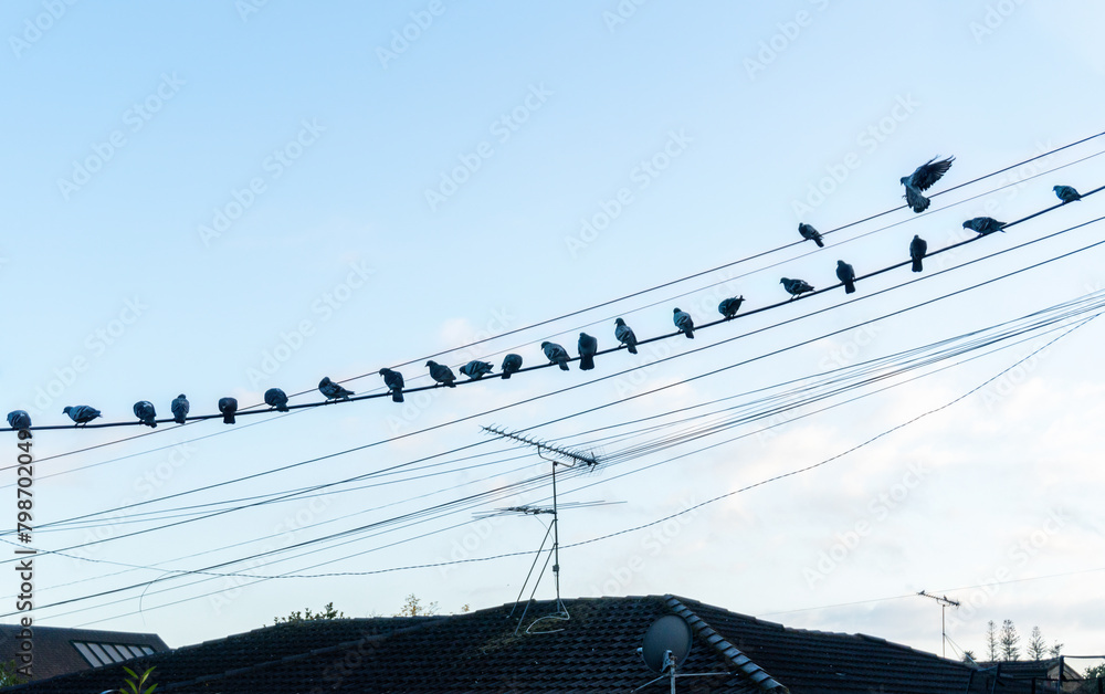 Birds perched on power lines above residential houses. Auckland. Stock ...