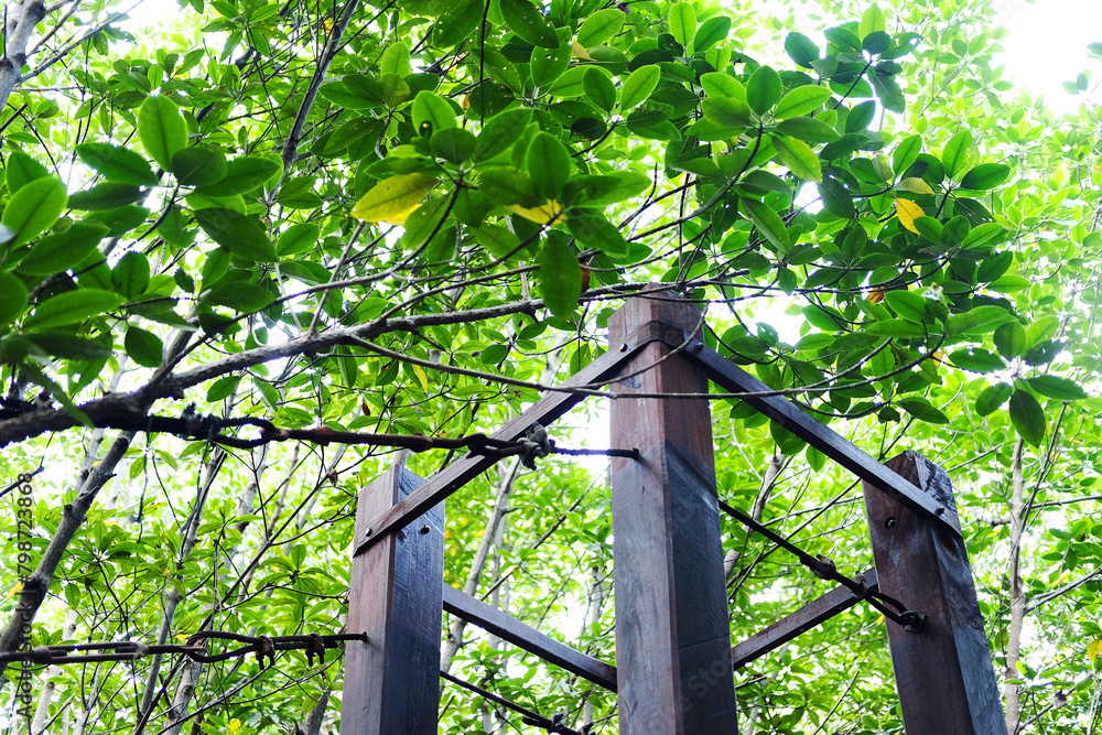 Wooden column structure in cock plants or Crabapple mangrove forest ...