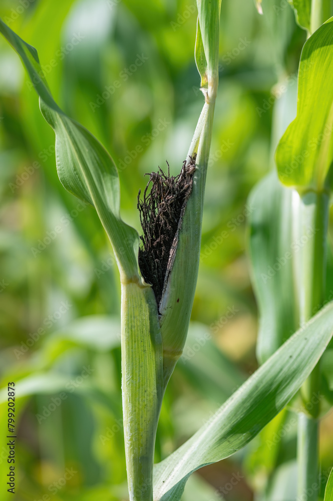 Black ear head infects tassels, ears of the maize by fingus. Head smut ...