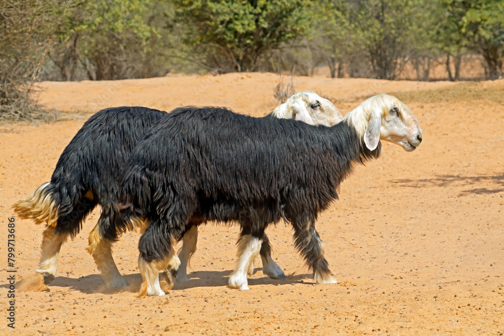 Arabian Nadji - domestic sheep breed of the Najd region of the Arabian ...