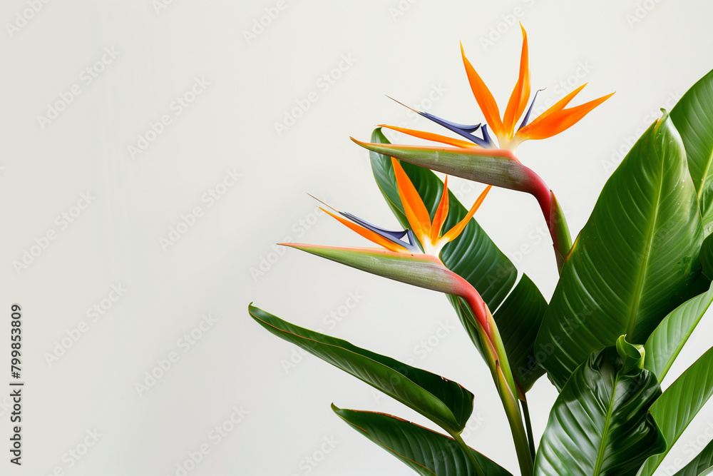 striking photo of the Strelitzia birds of paradise, a rare and ...