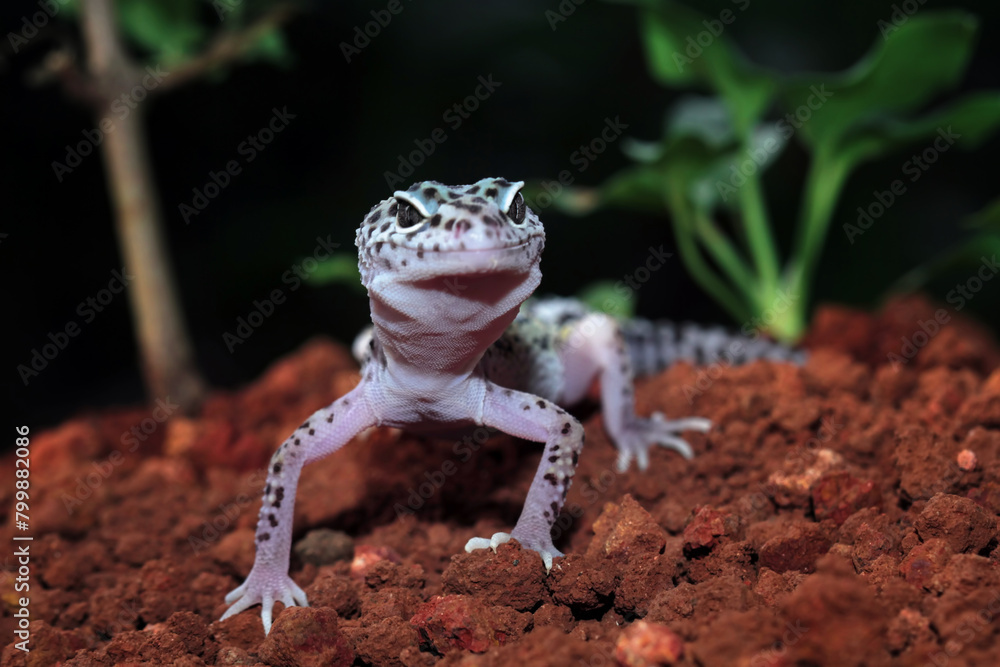 Fat-tailed geckos in its natural habitat, gecko lizard above ground ...