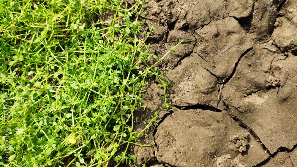 Half cracked dry brown infertile and wet green grass earth fertile ...