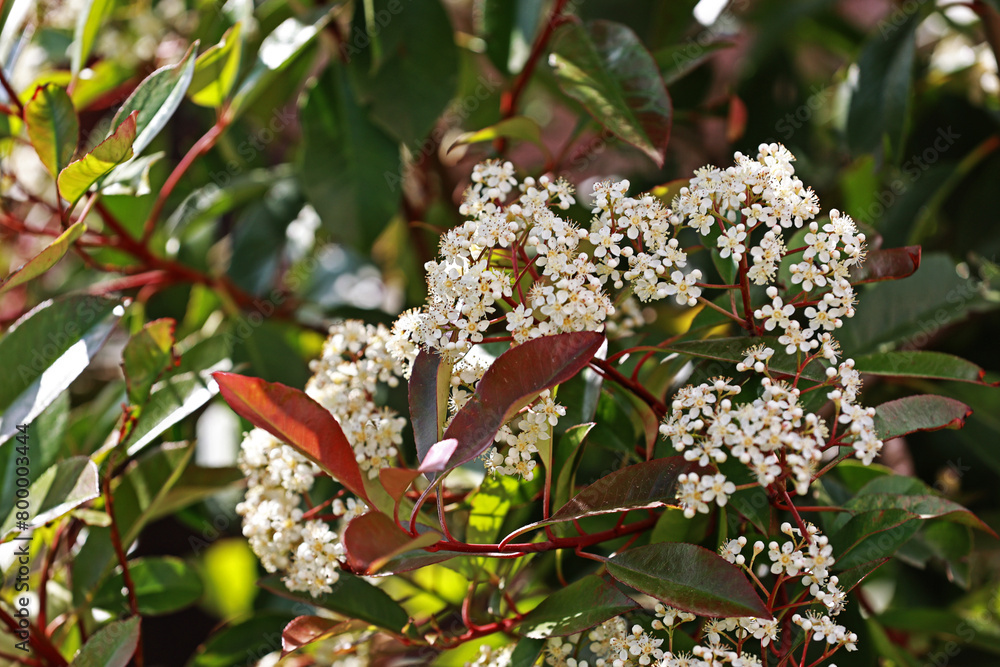 Photinia Red Robin flowers in April. Stock Photo | Adobe Stock