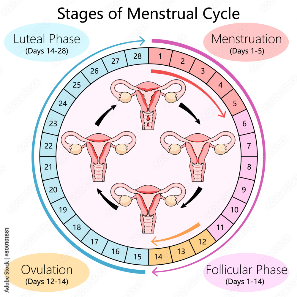 Human diagram detailing the menstrual cycle phases, including ...