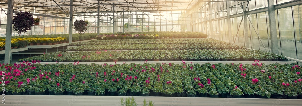 Floral Haven: Captivating Plants and Flowers in a Greenhouse - Filmed ...