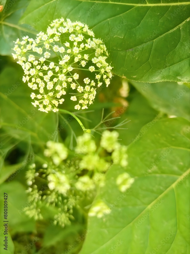 Smyrnium olusatrum, common name Alexanders, is an edible cultivated ...