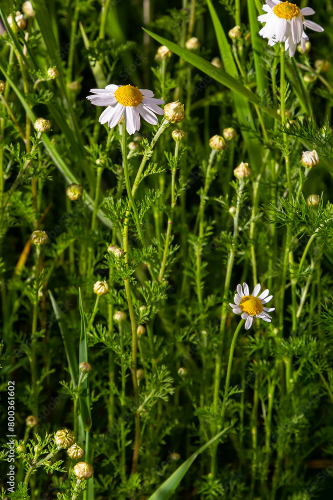 Flesh Flies belong to the family Sarcophagidae. Tripleurospermum ...