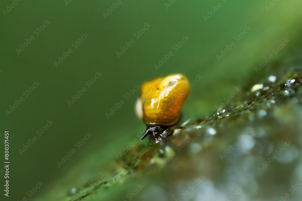 A Taiwanese mountain snail (Cyclotus taivanus taivanus) crawls on the wetland. The snail's shell ...