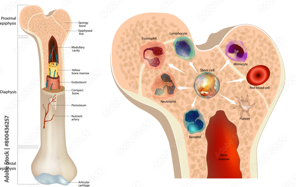 Bone marrow. Stem cell. Red blood cell thrombocytes neutrophil basophil ...