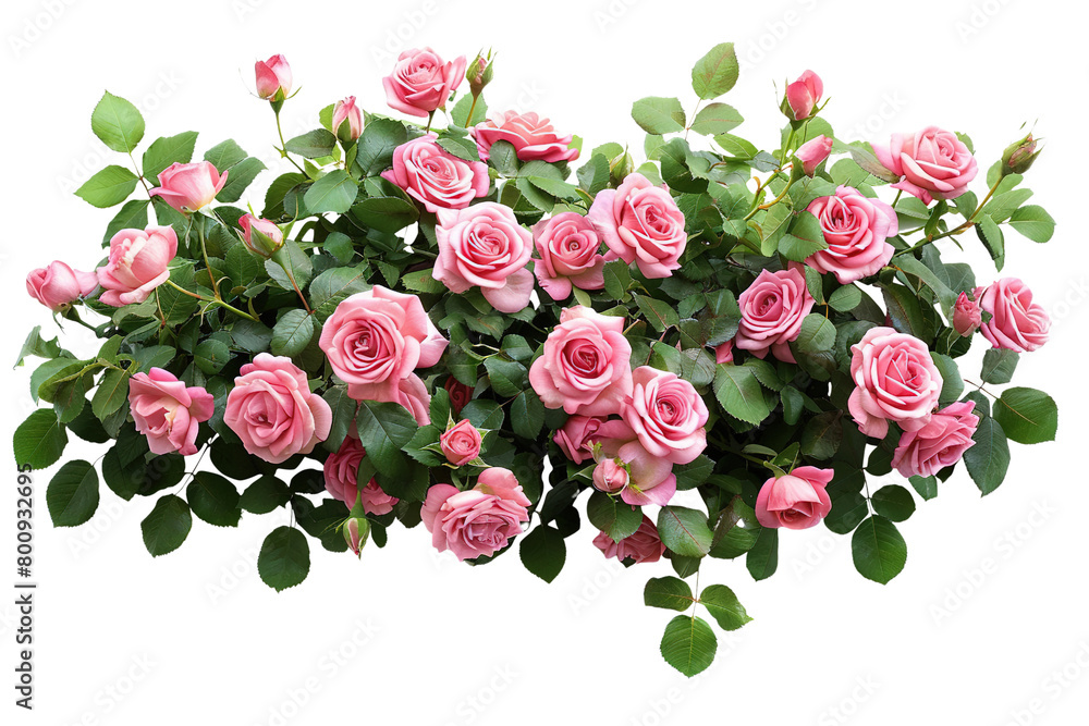 pink rose bush, on a transparent background Stock Photo | Adobe Stock