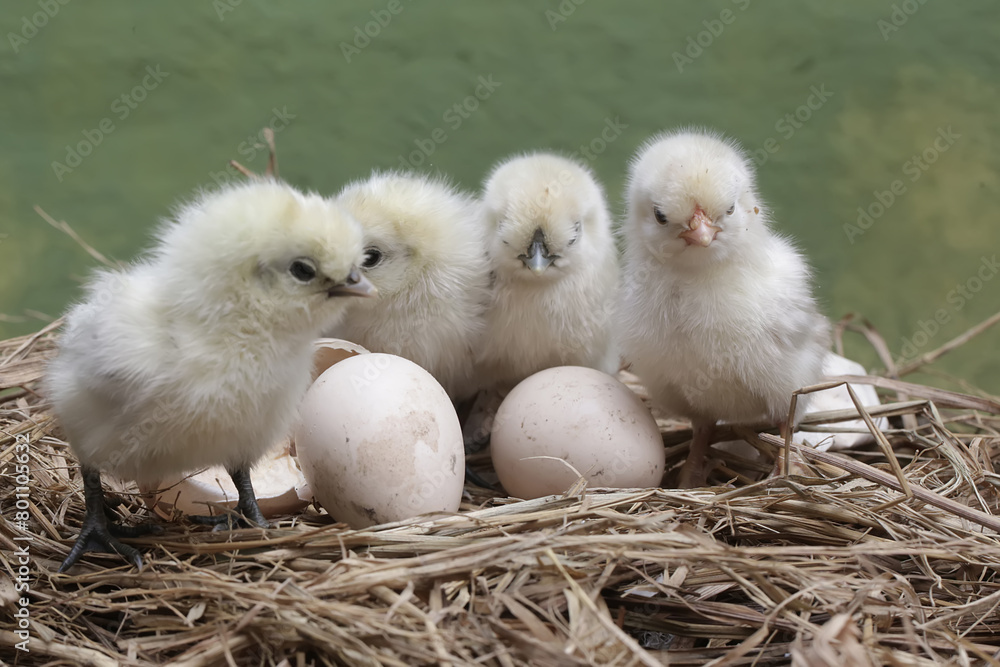 The cute and adorable appearance of a number of silkie chicks that have ...