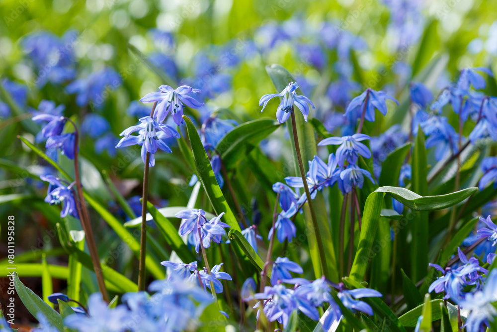 Siberian Scilla ( lat. Scilla siberica ) is a perennial herbaceous ...