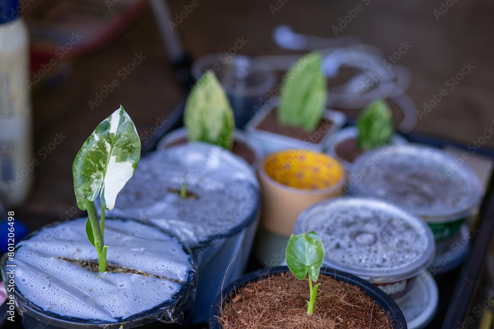 Selective focus, a small Alocasia macrorrhizos plant growing in a pot ...