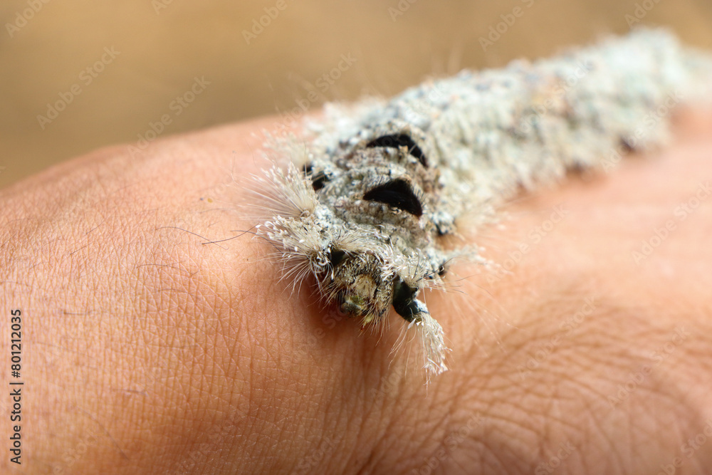 Moth Caterpillar has white fluffy fur on the hand. It looks creepy and ...