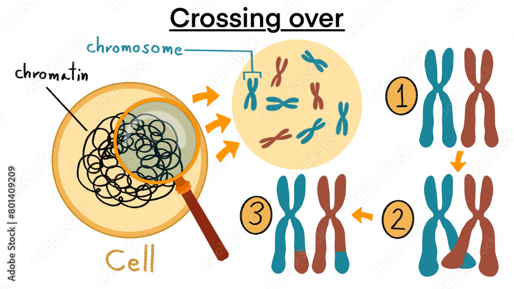 Illustration Stock Chromosomal crossover, Crossing over chromosomes and ...