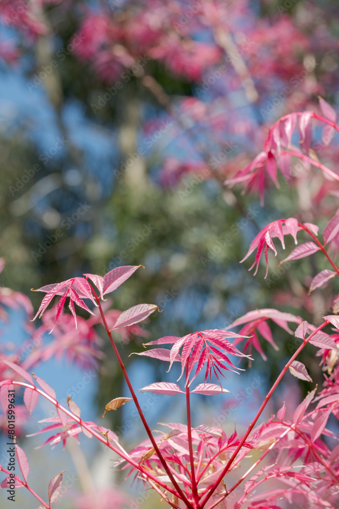 Stunning wispy pink leaves of the Toona Sinensis Flamingo or Chinese ...